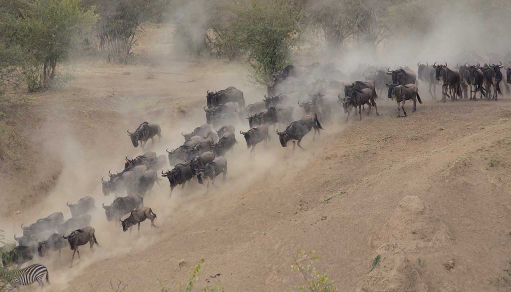Balancing Wildlife Protection with Sustainable Travel to Africa ...