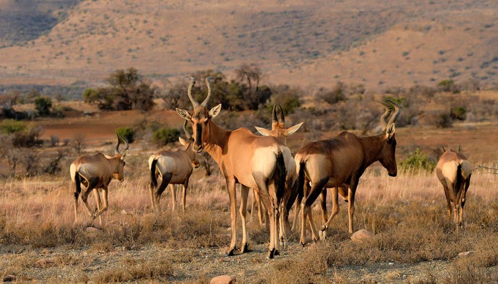 The Cultural Significance of Hunting in Africa | african-outdoors.com
